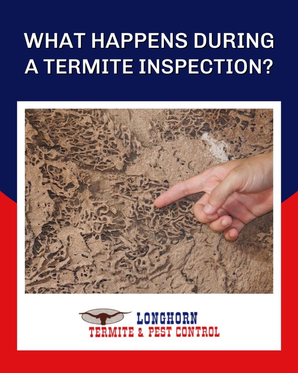 What Happens During a Termite Inspection? | Longhorn Termite & Pest Control